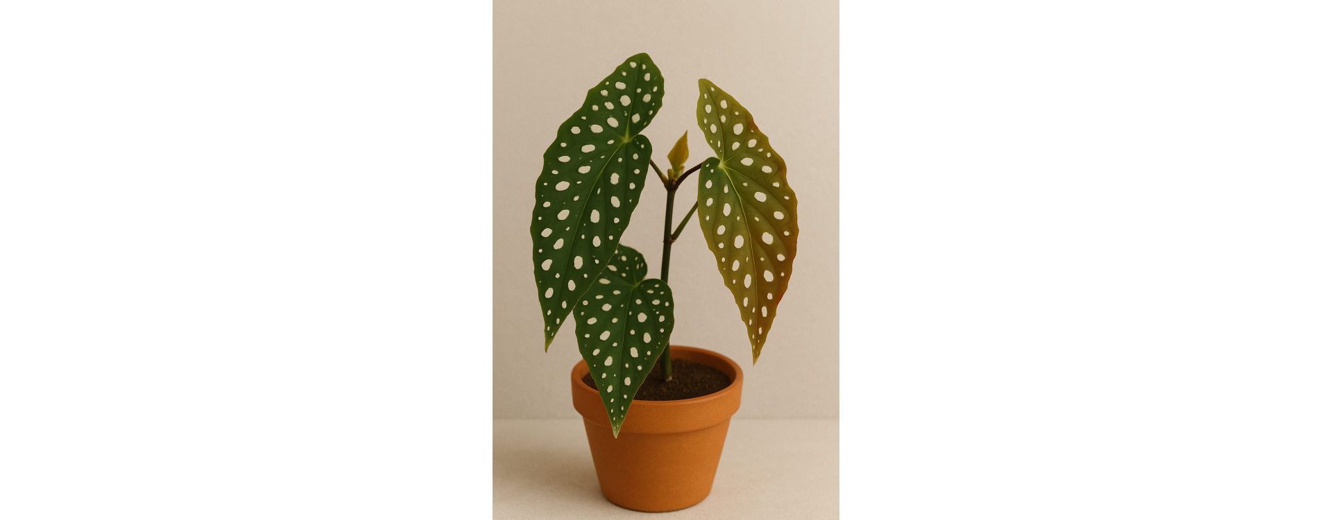 Begonia Maculata: Preserve the beauty of the speckled leaves with LED ...